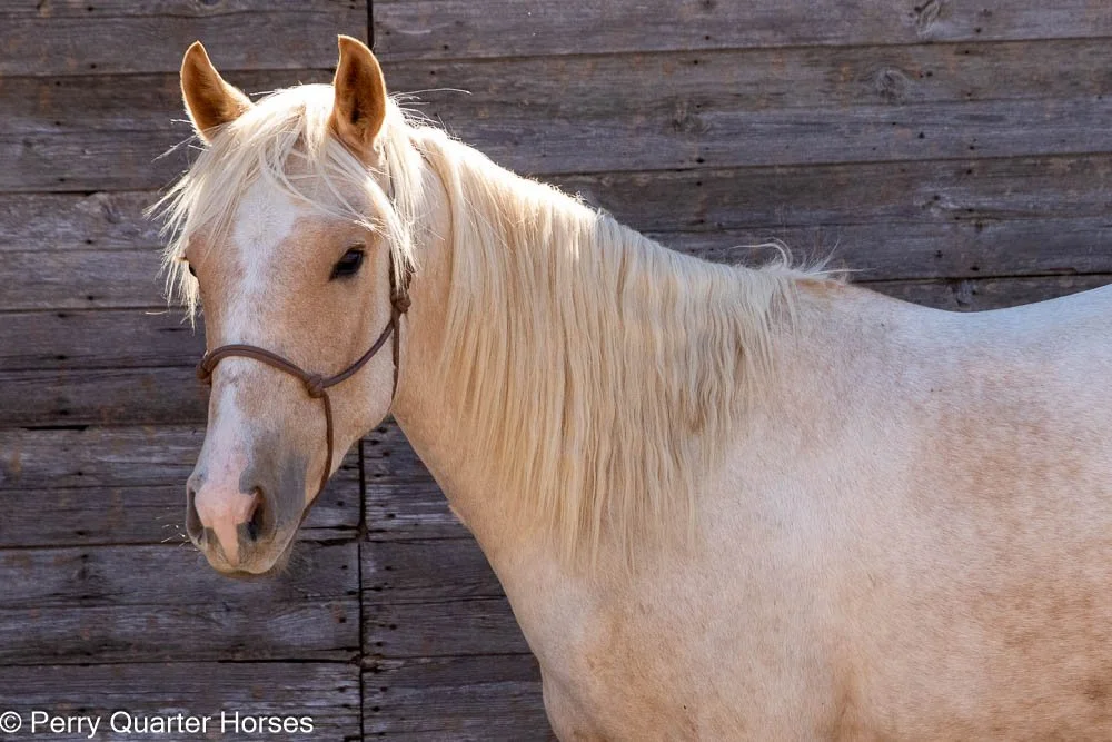Quick With Da Ladies — Perry Quarter Horses