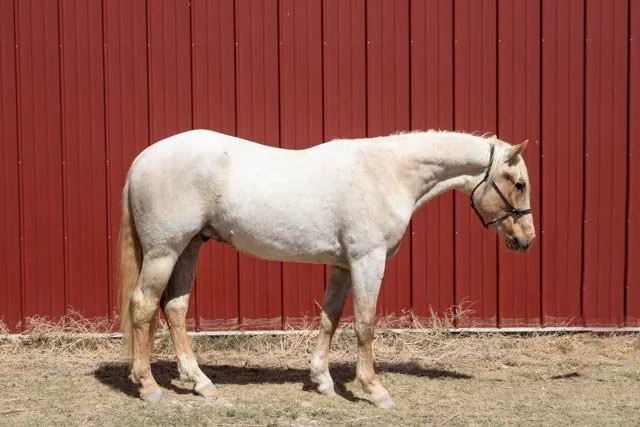 Quick With Da Ladies — Perry Quarter Horses