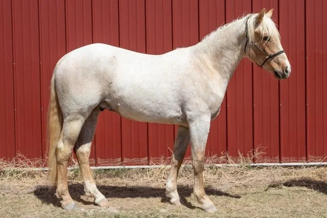 Quick With Da Ladies — Perry Quarter Horses