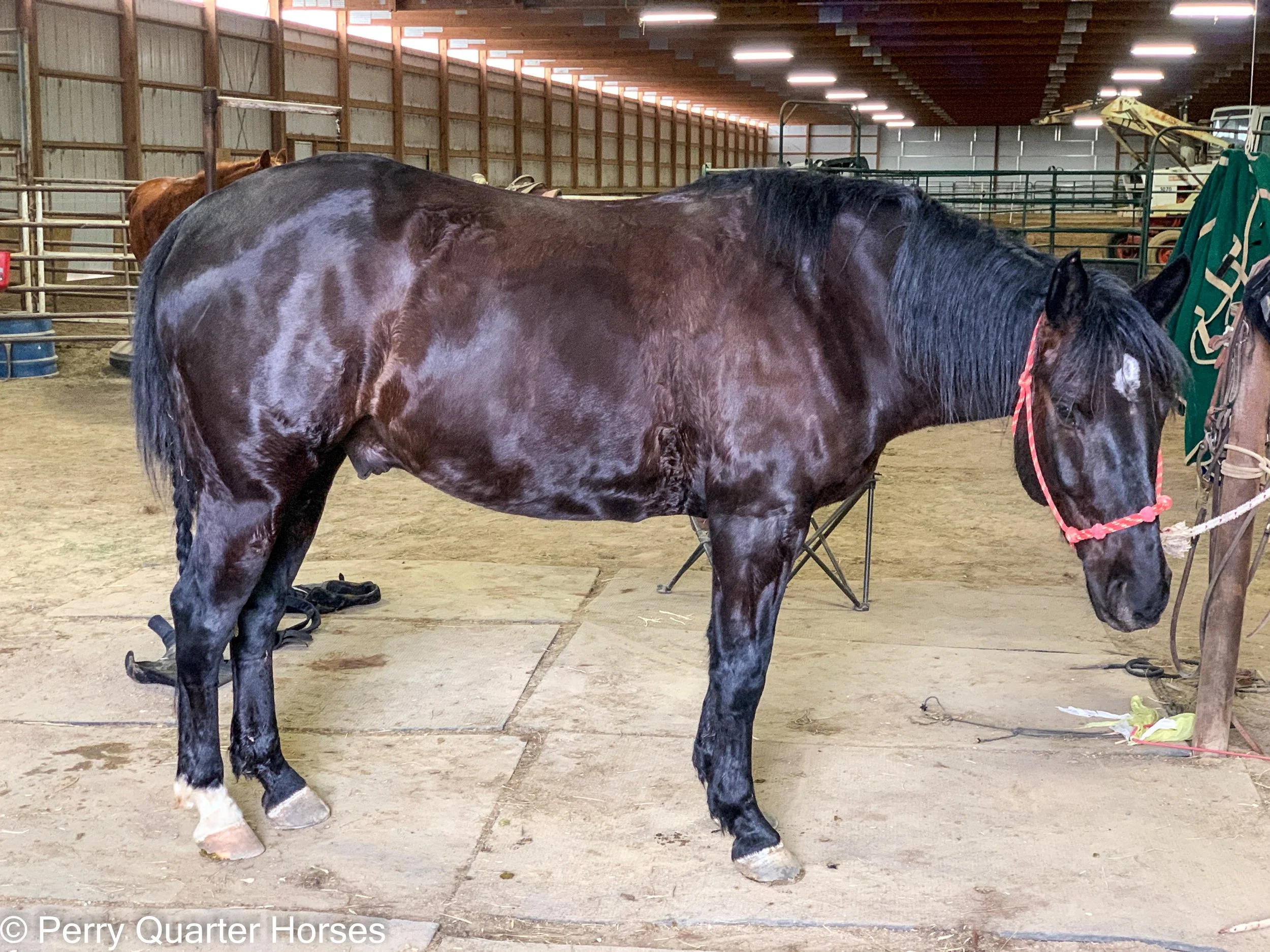 Breeding — Perry Quarter Horses