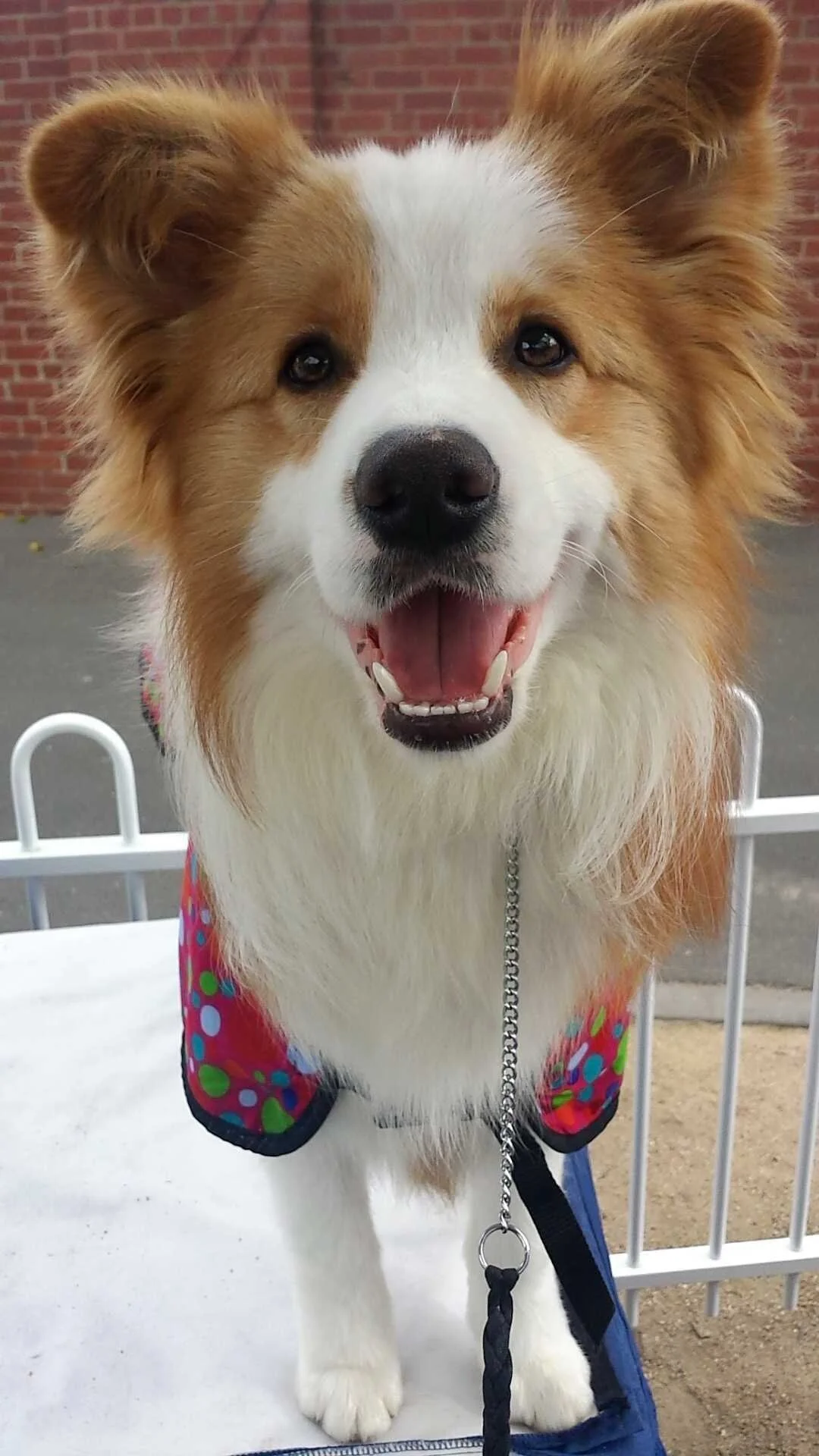 TEAM — Rockhopper Osteopathic Clinic