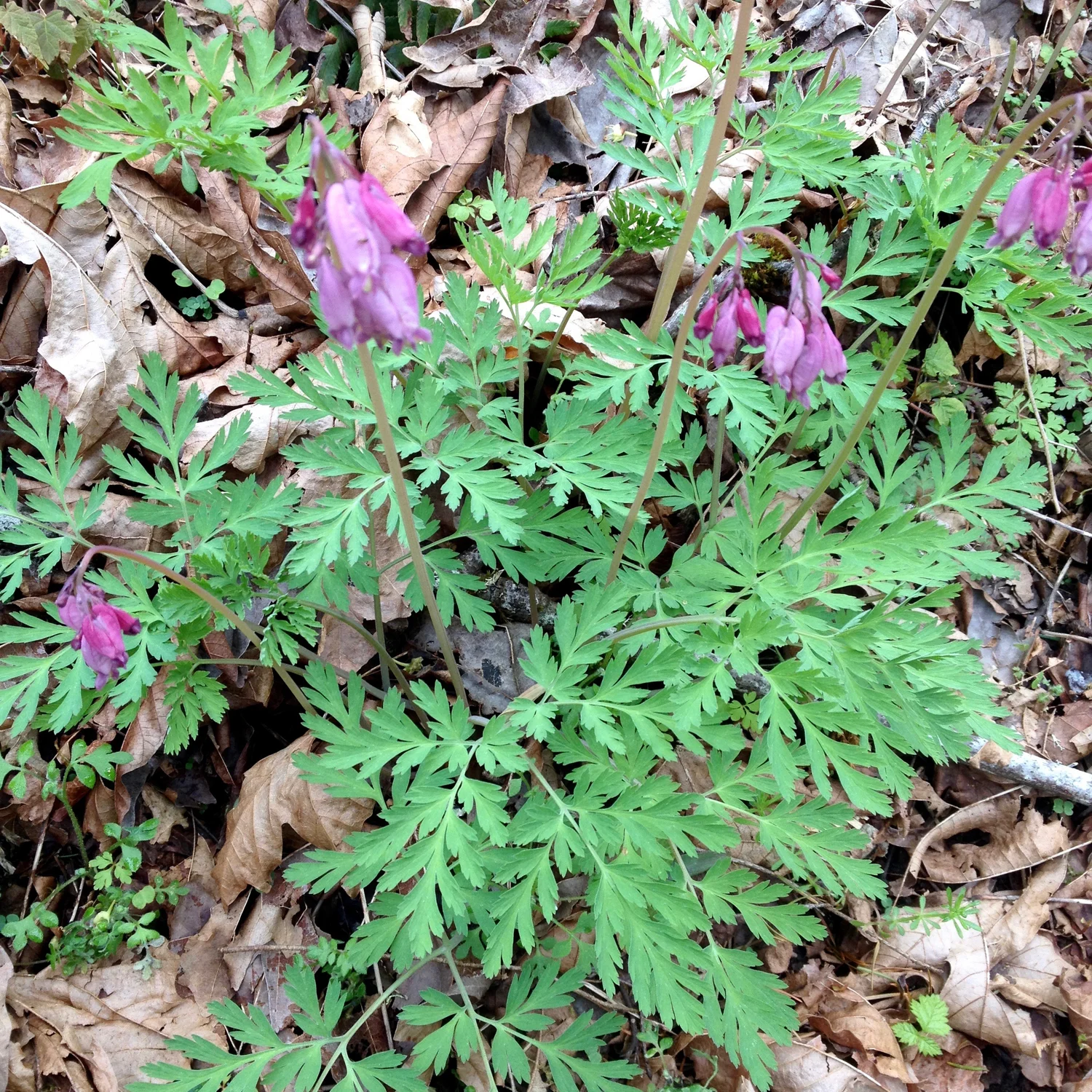 Roots of thy Heart — Wildness Within