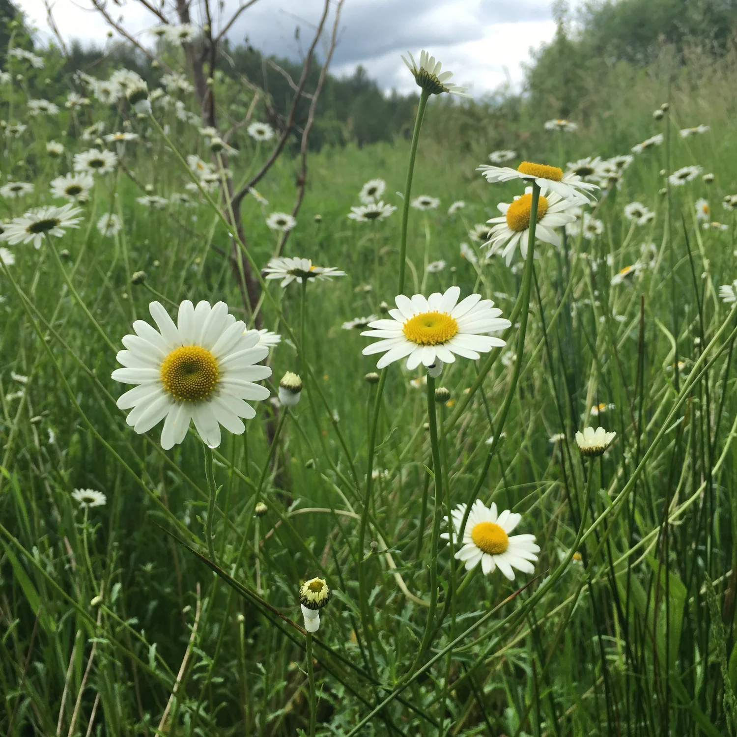 Oxeye Daisy — Wildness Within