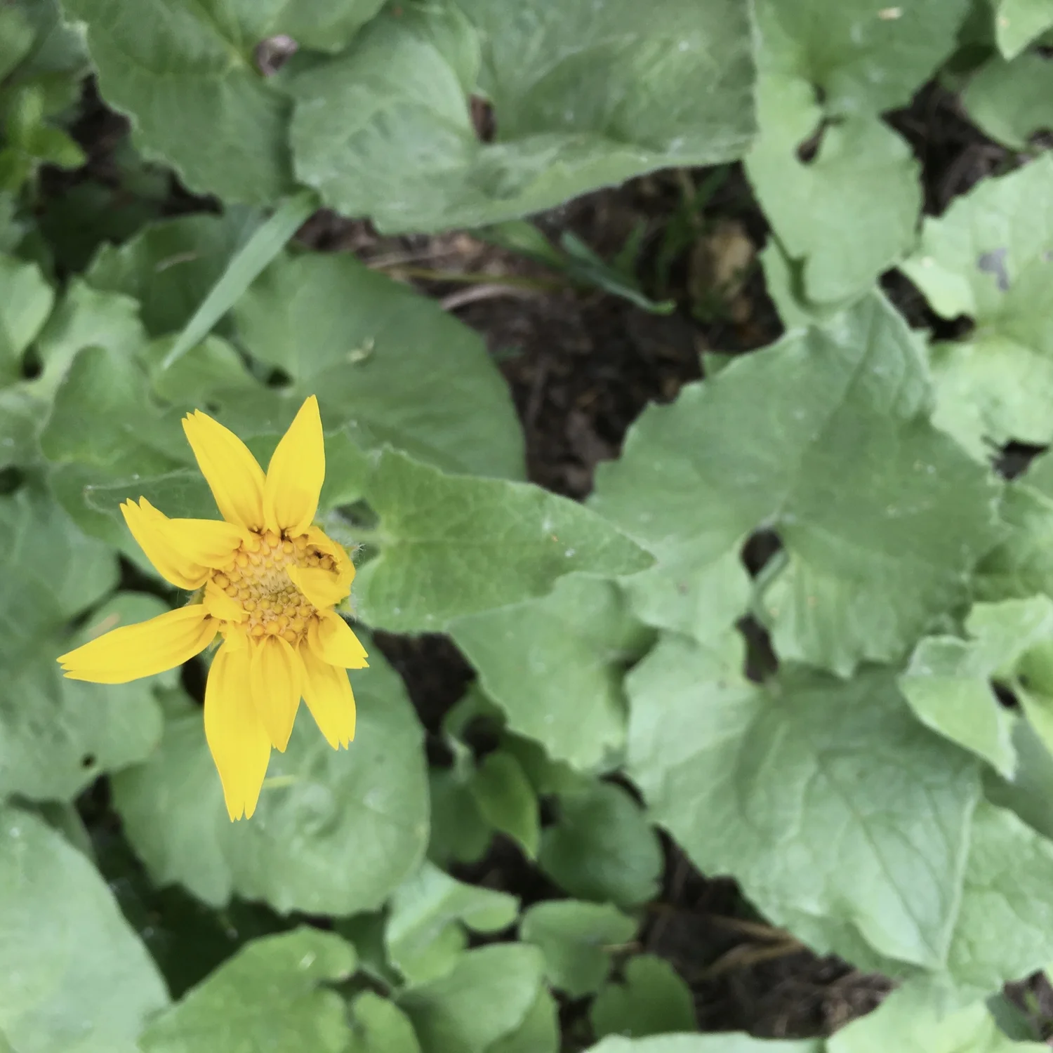 Arnica — Wildness Within