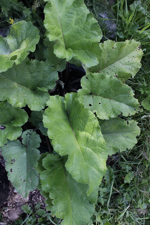 Burdock — Wildness Within