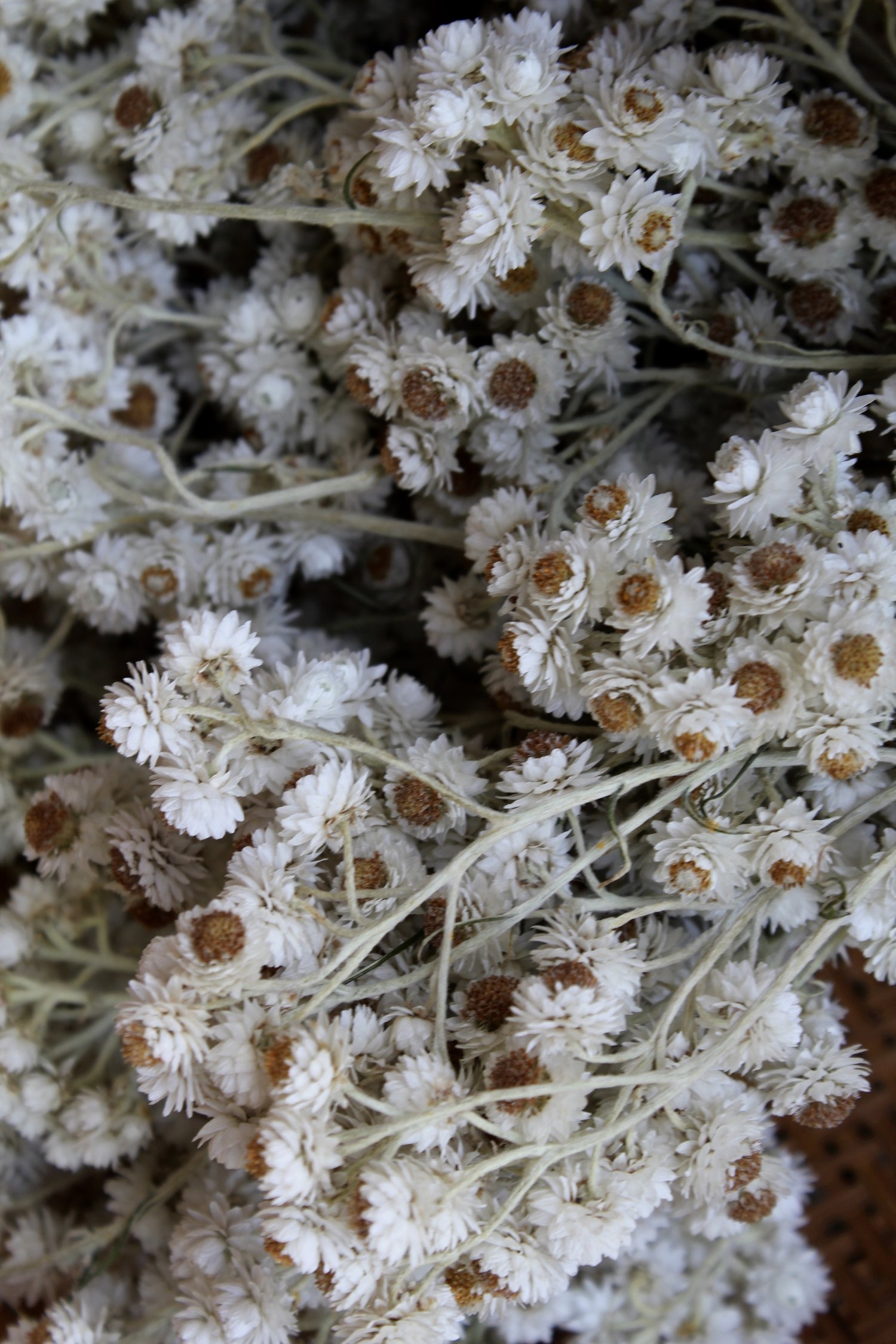 Pearly Everlasting — Wildness Within