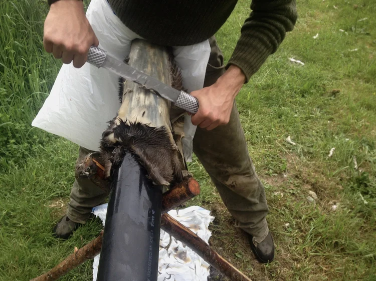 An Introduction to Rawhide — Wildness Within