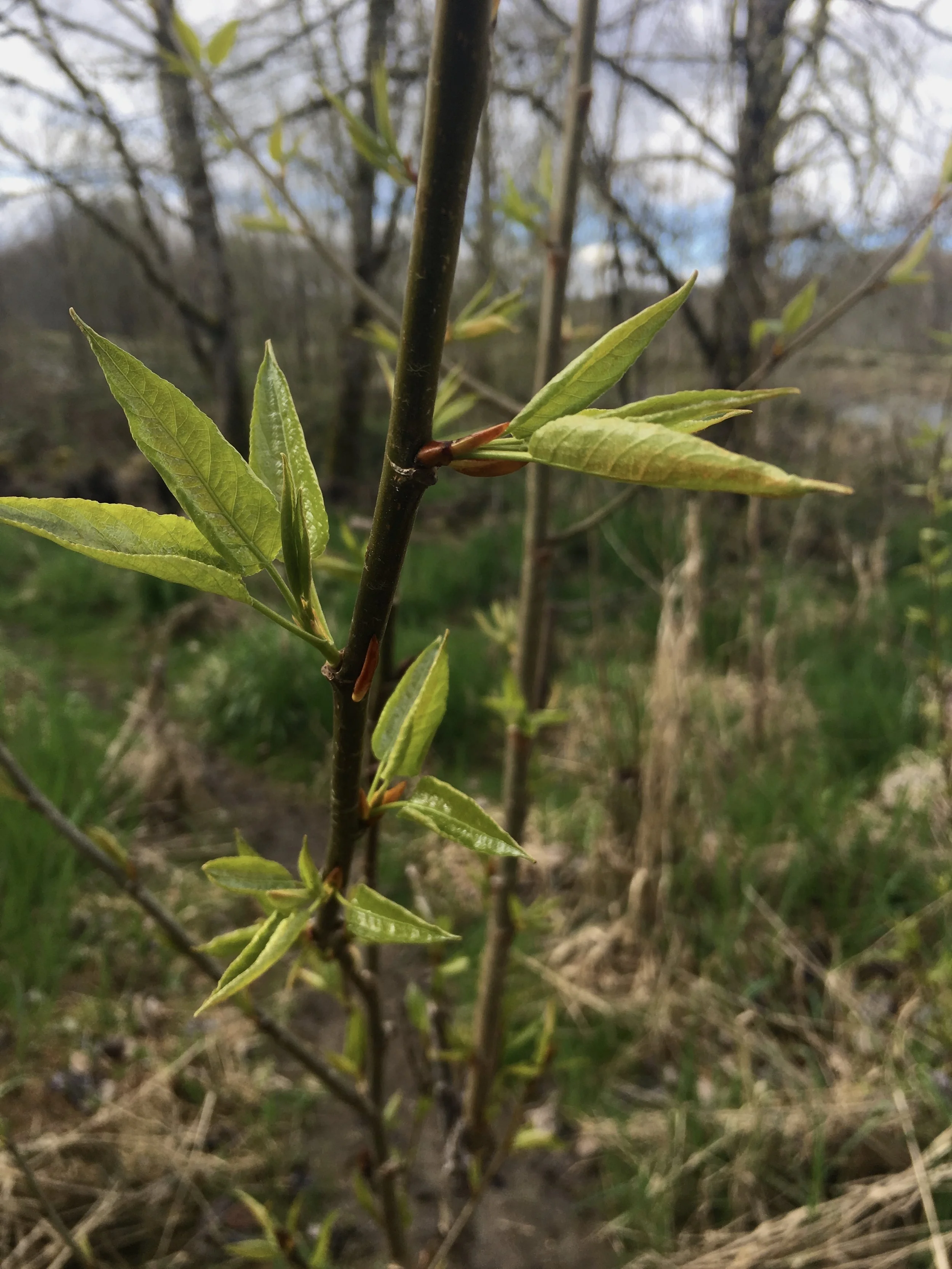 Balm of Gilead — Wildness Within