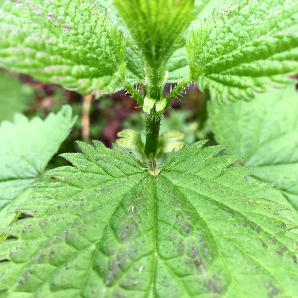 Nettle, Nettle, Nettle — Wildness Within