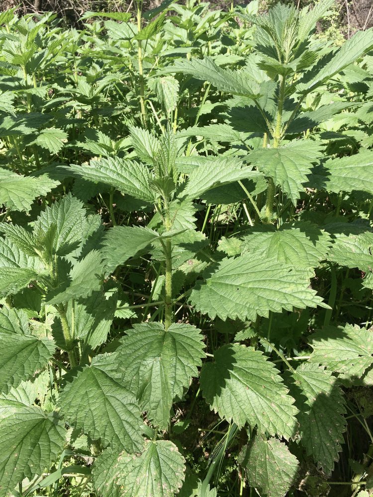 Nettle, Nettle, Nettle — Wildness Within