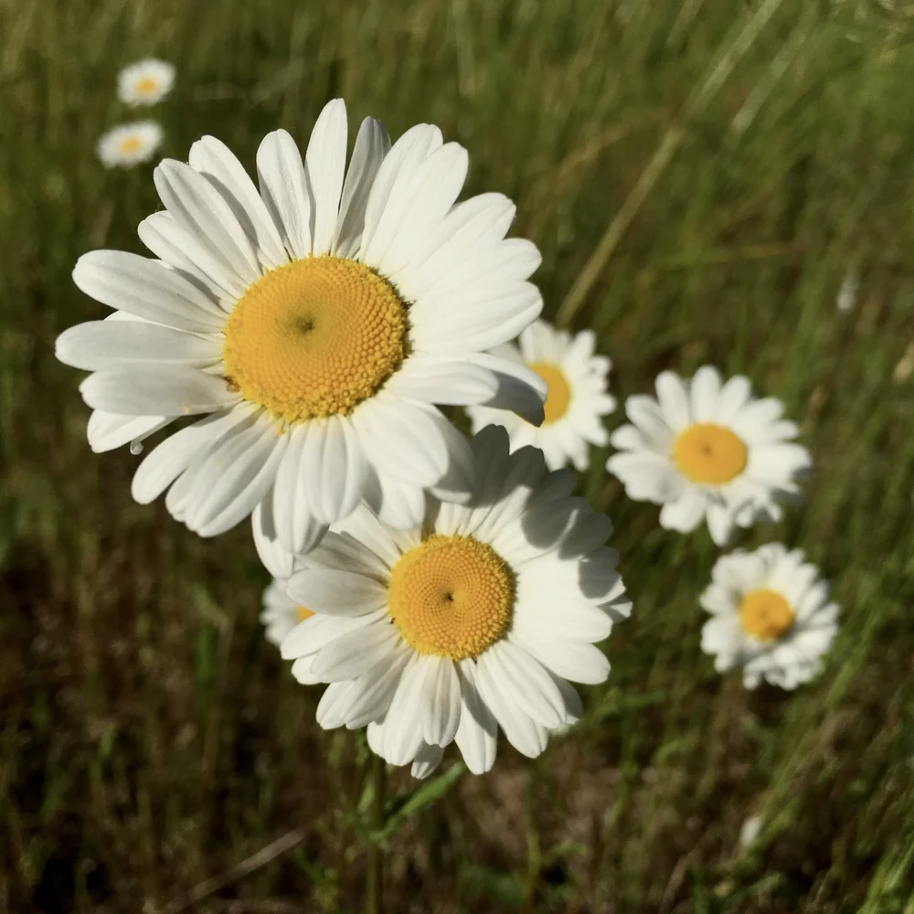 Oxeye Daisy — Wildness Within