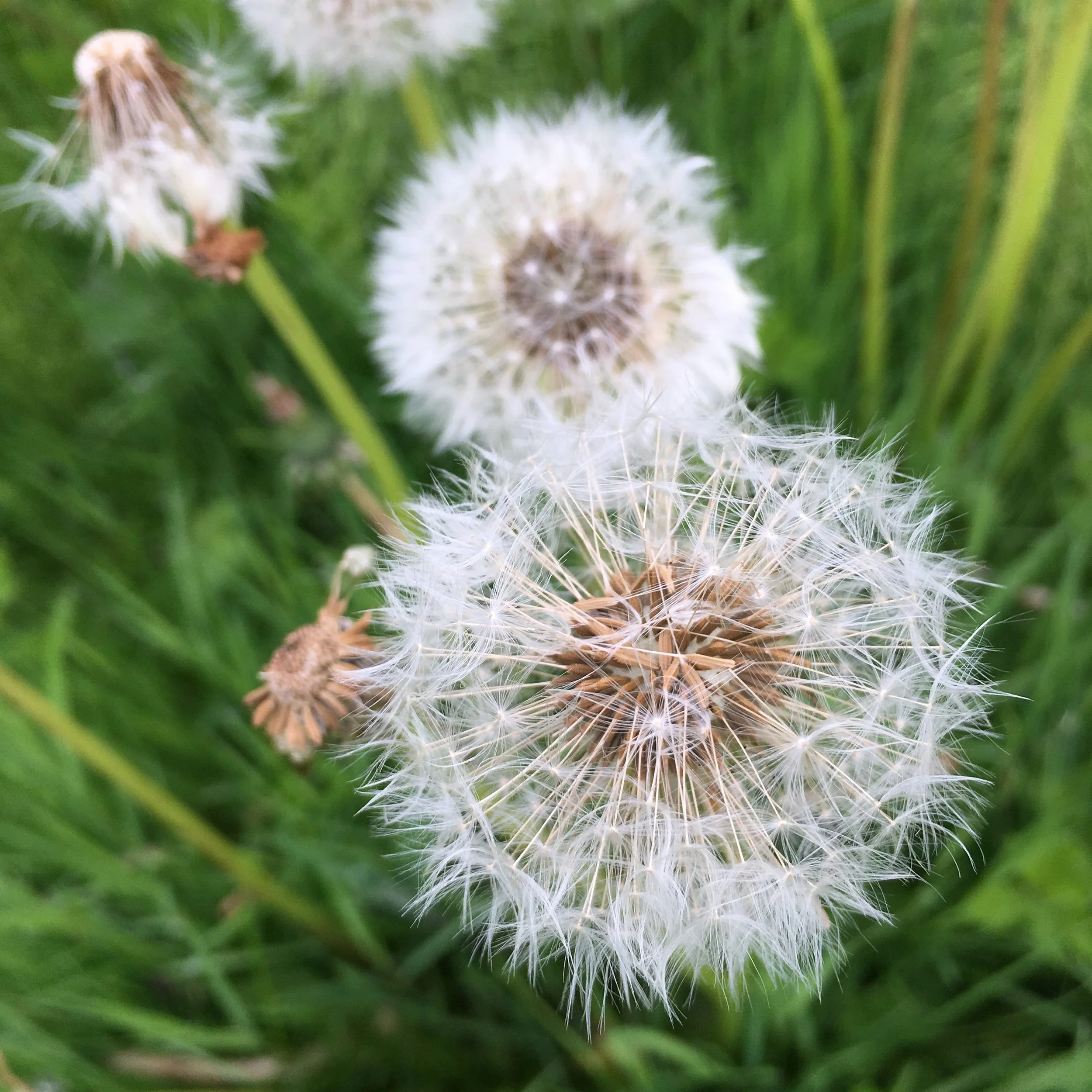 dandeLION — Wildness Within