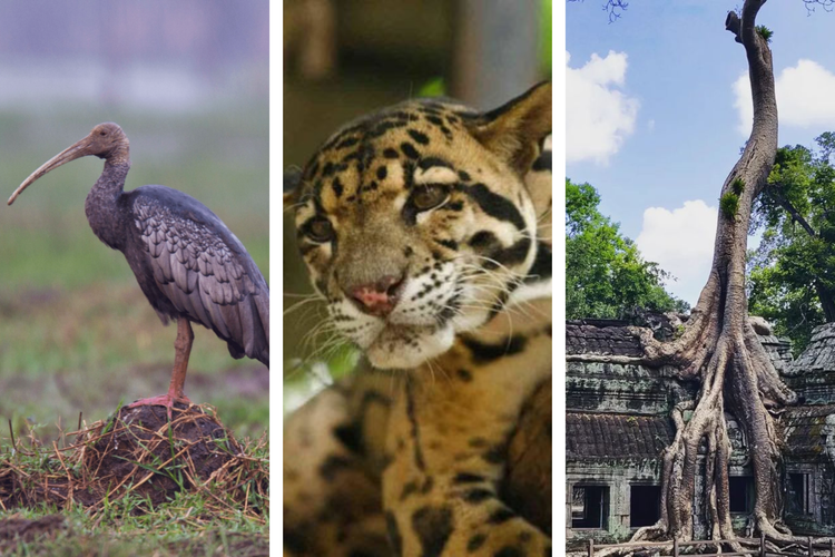 Last Chance To See Cambodia’s Rarest Animals — Raintree Cambodia