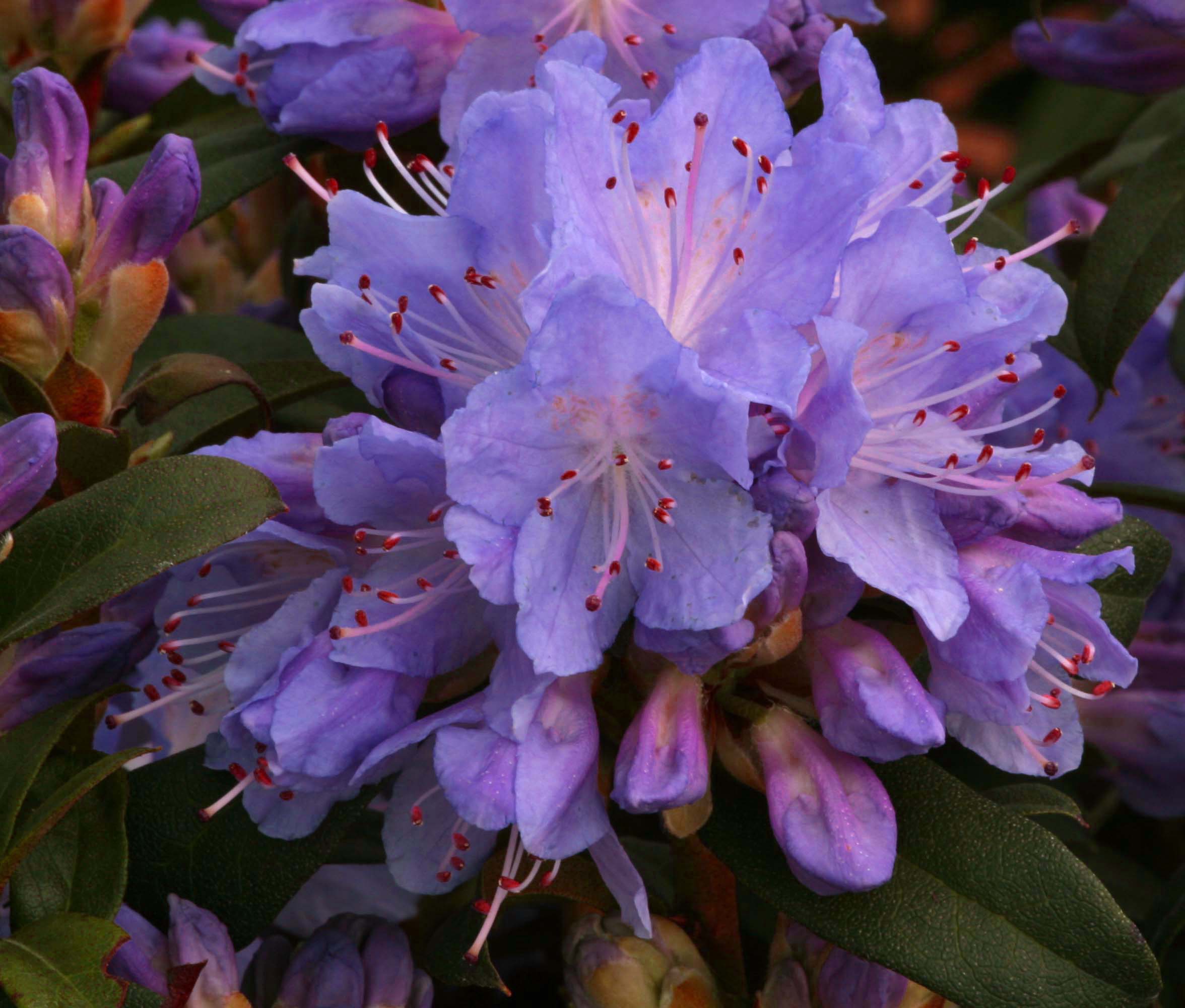 Rhododendron Blue Tit — Osberton Nurseries