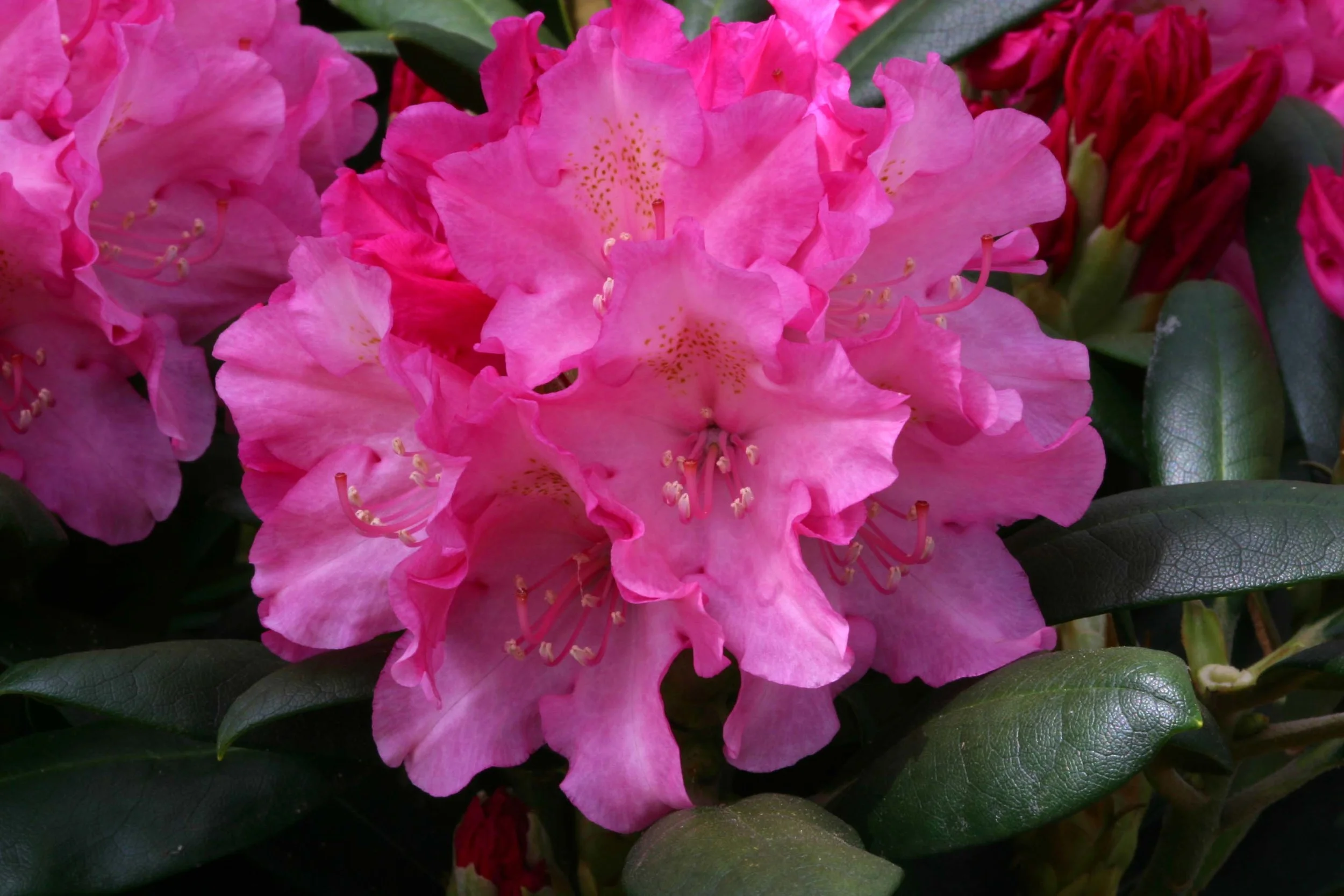 Rhododendron Polaris — Osberton Nurseries
