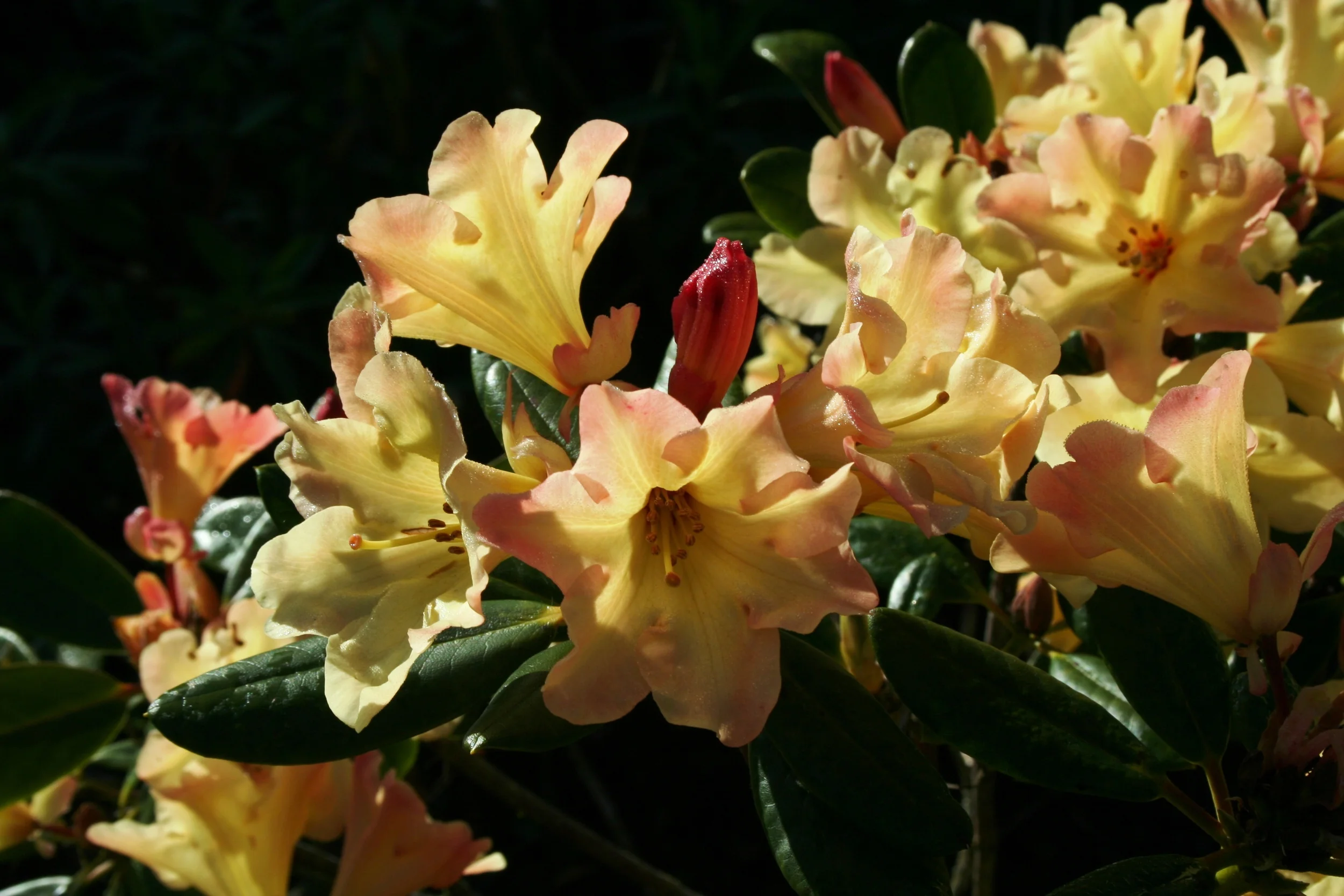 Rhododendron Nancy Evans — Osberton Nurseries