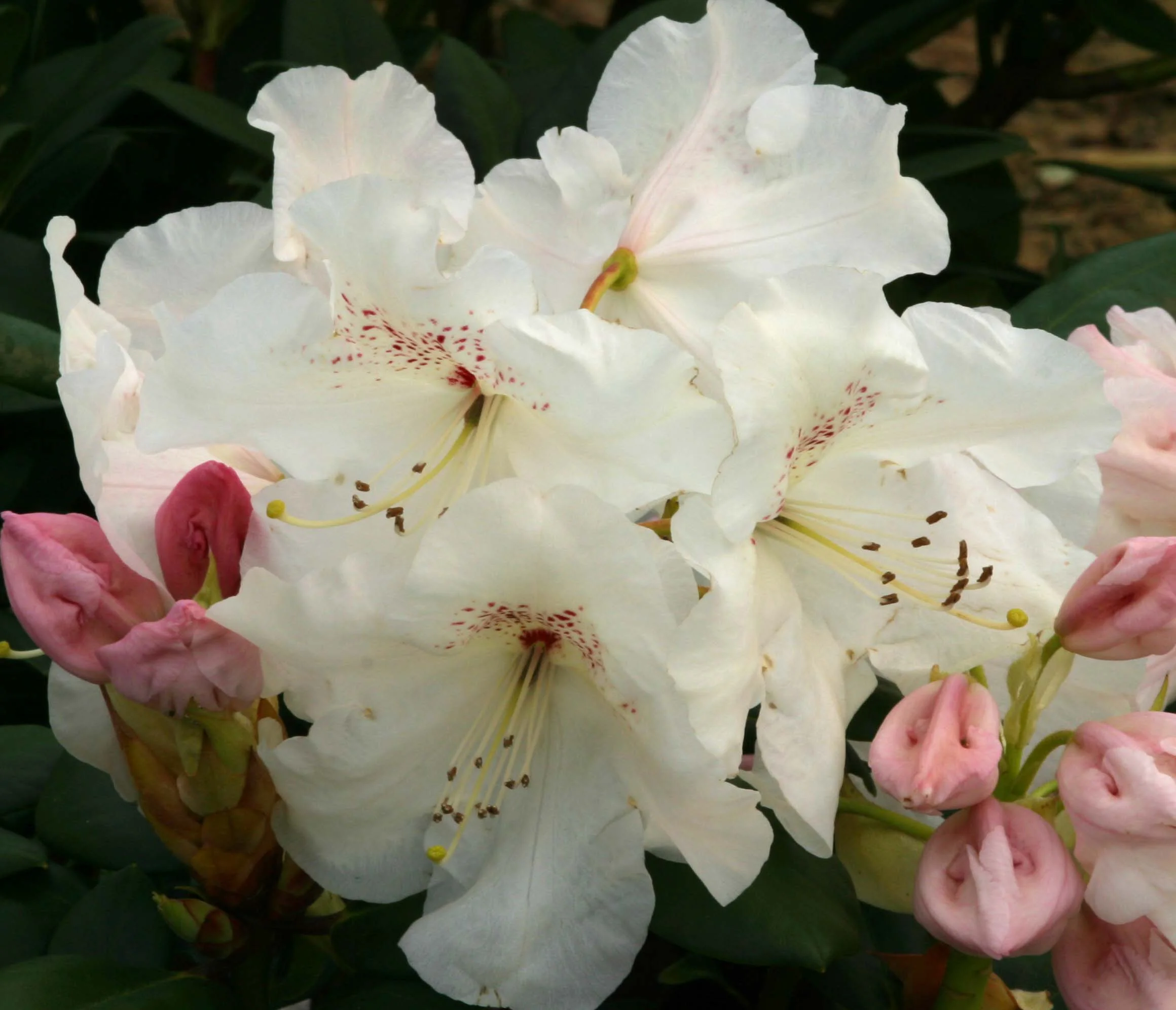 Rhododendrons — Osberton Nurseries
