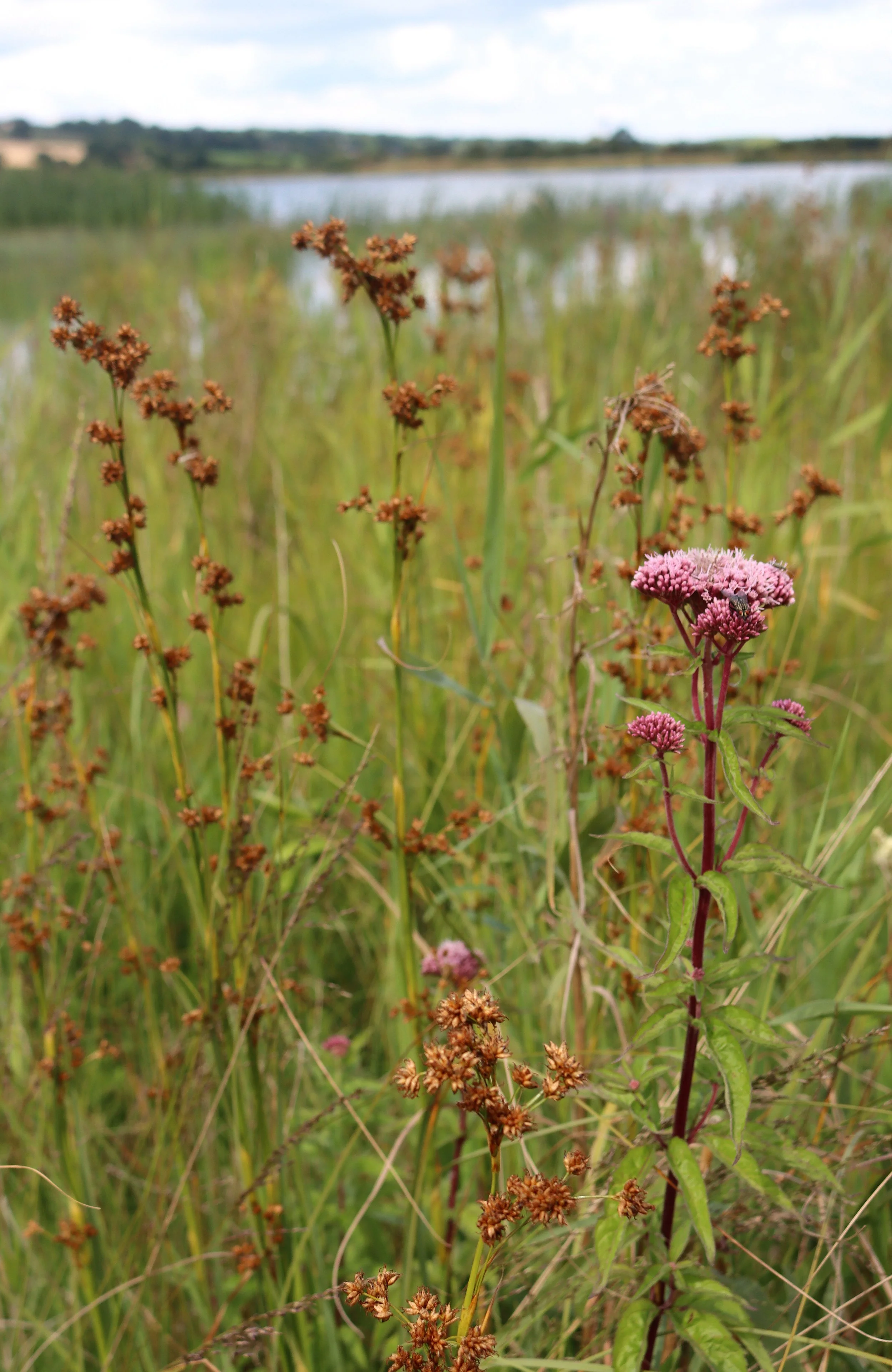 Fen Creation Workshop — The Lower Ure Conservation Trust