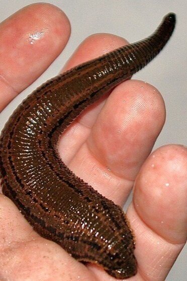 Leeches in the landscape - a look into the past — The Lower Ure ...