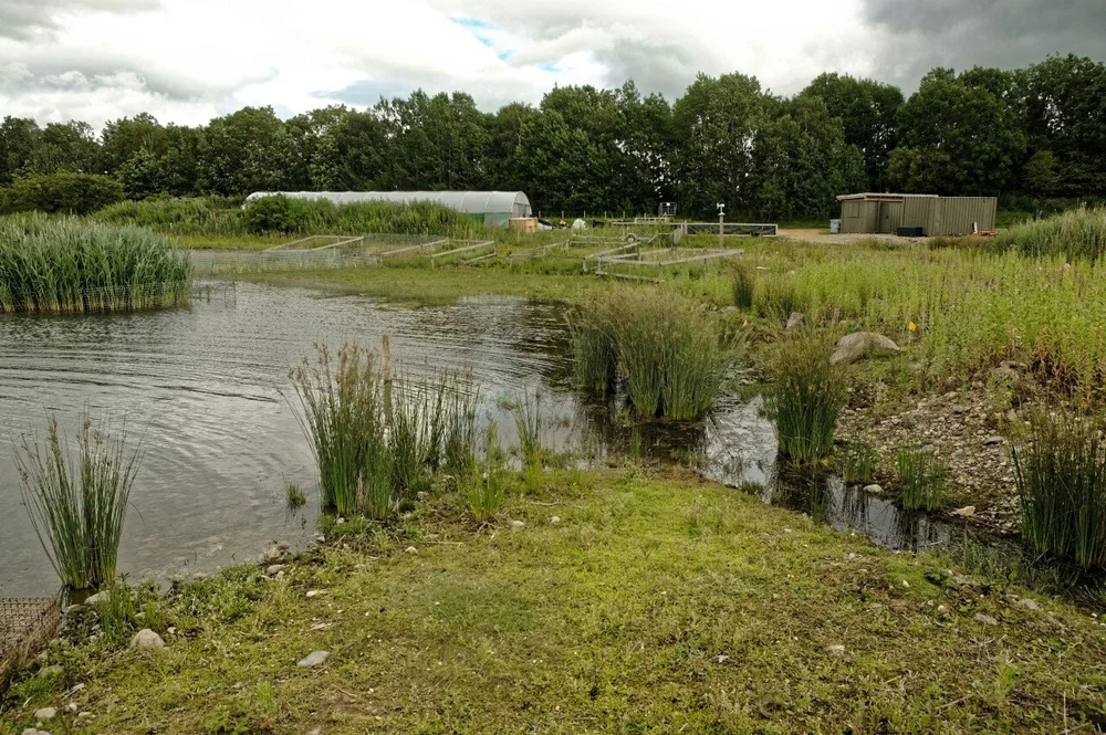 Well Wetlands — The Lower Ure Conservation Trust