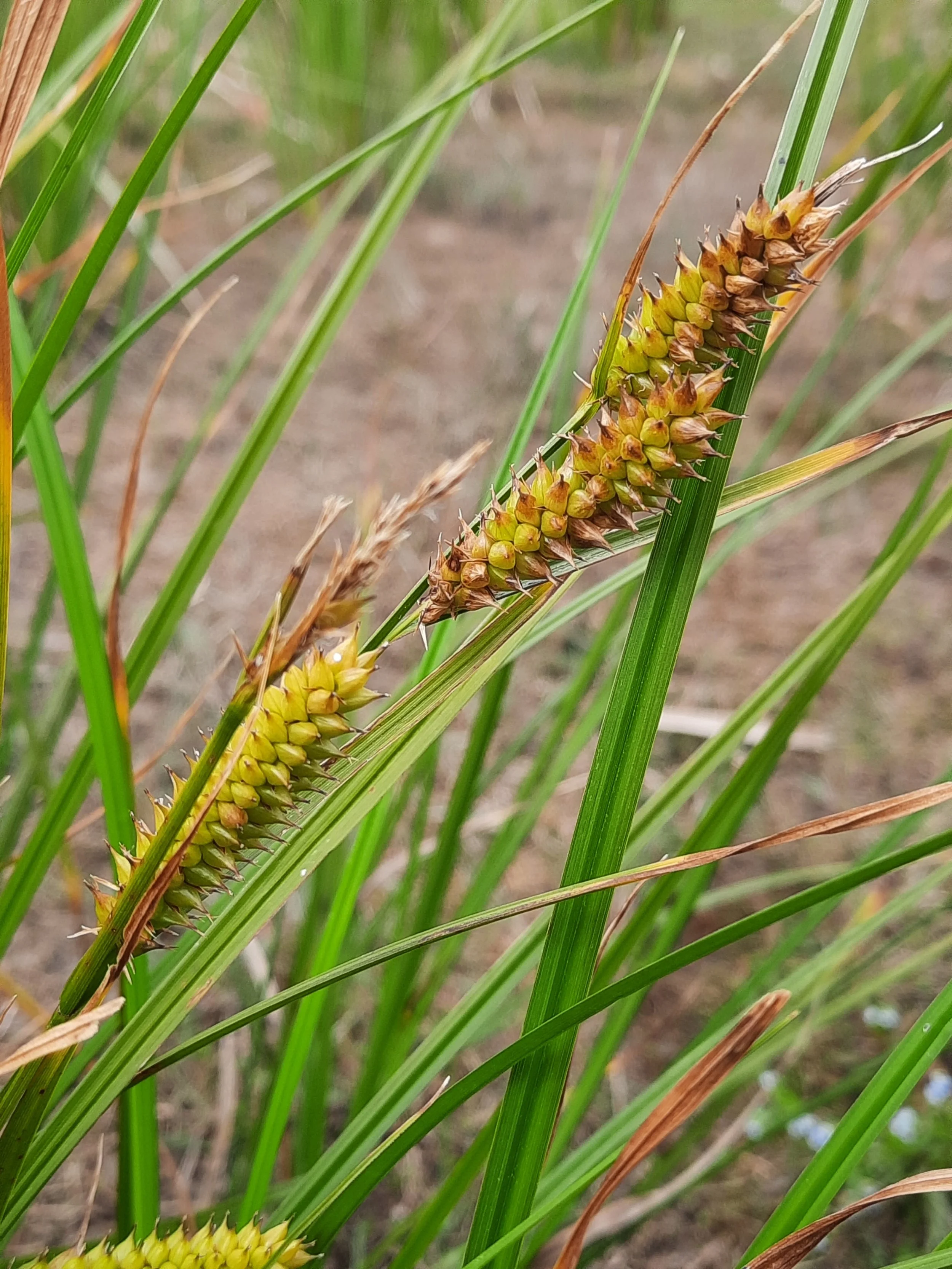 Sedge & Rush Identification at Nosterfield Quarry — The Lower Ure ...