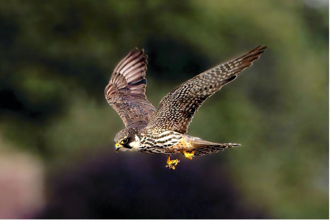Nosterfield Bird Review September 2024 — The Lower Ure Conservation Trust