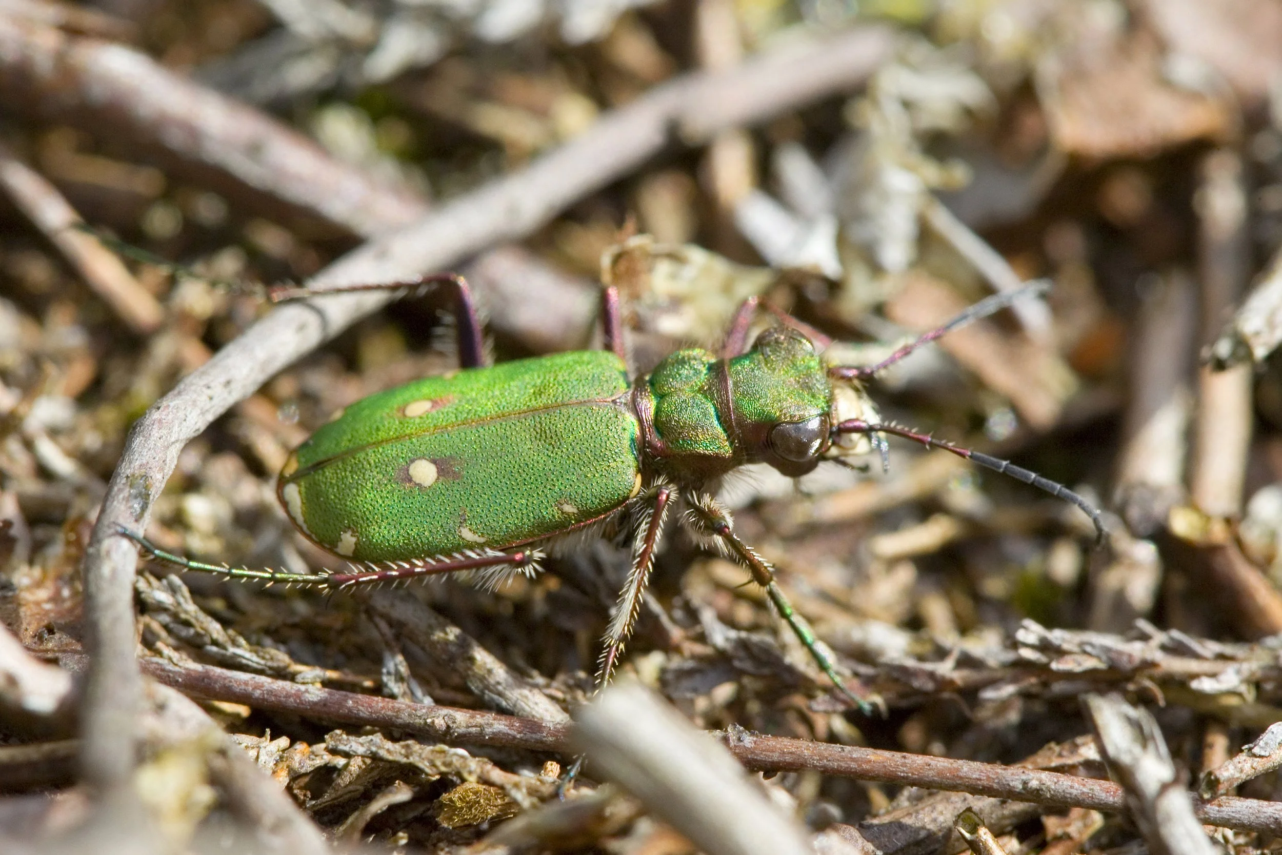 Nature Walk: Plants and insects of Nosterfield Nature Reserve and Camp ...