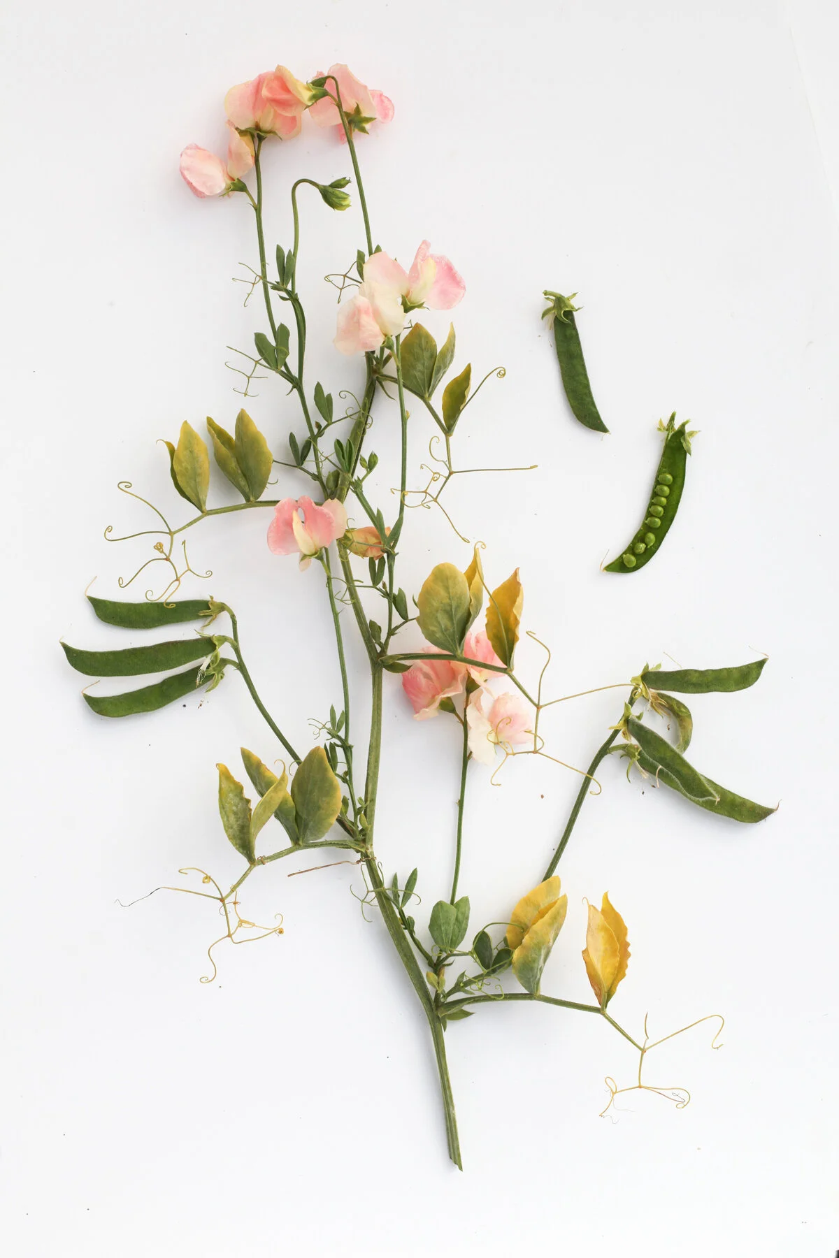 WORK — AMY MERRICK