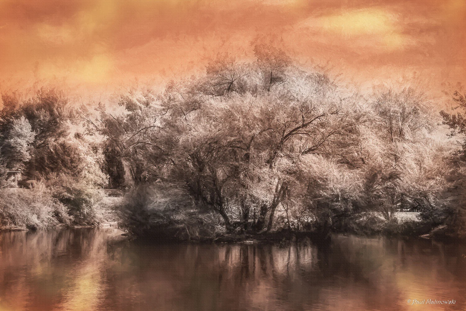 Trees — Paul Malinowski Photography