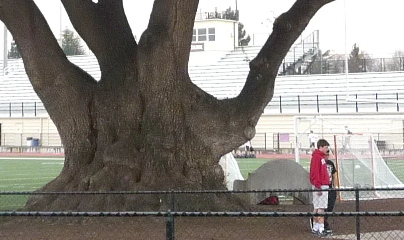 Biggest Tree in Mountain View — Mountain View Visitor's Center