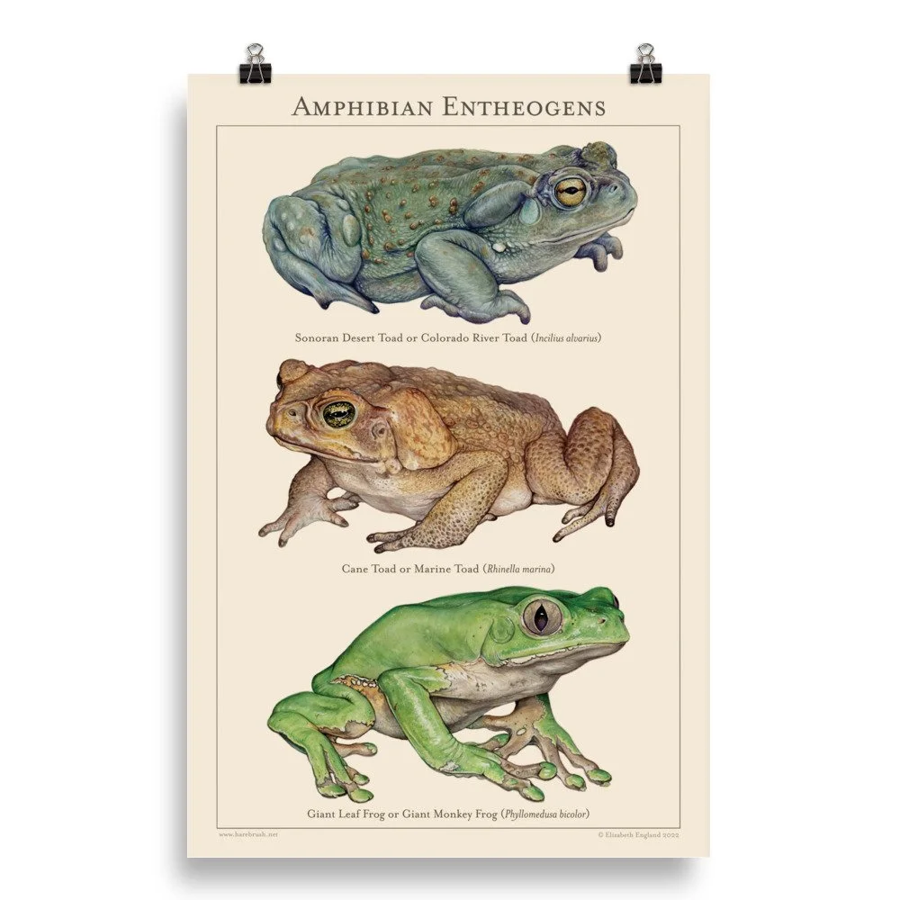 Pictures Of Amphibians To Print