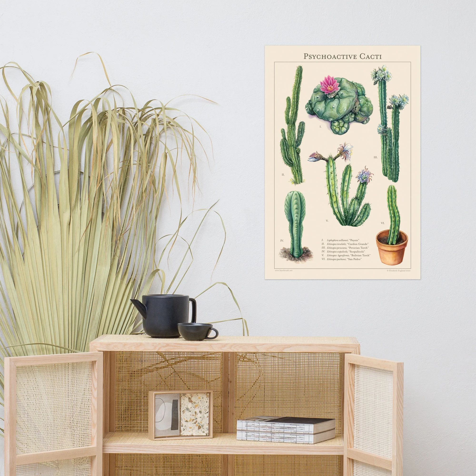 Psychoactive Cacti Botanical Art Print — Hare Brush Inc