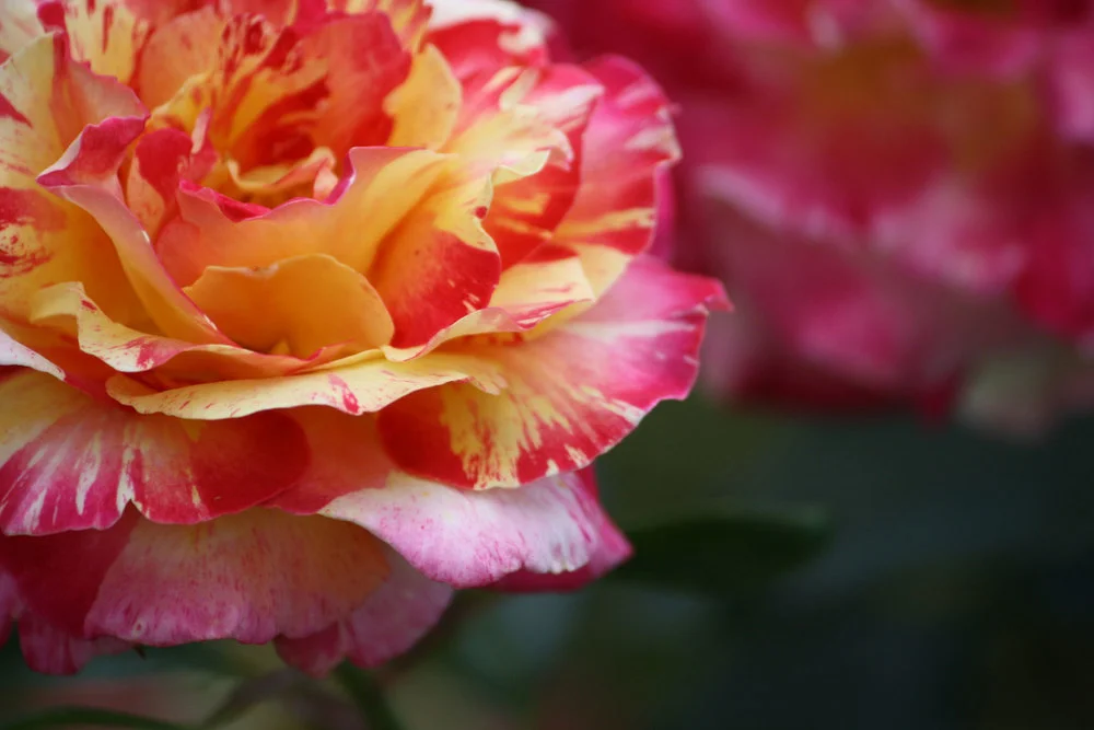 My roses — Bloom