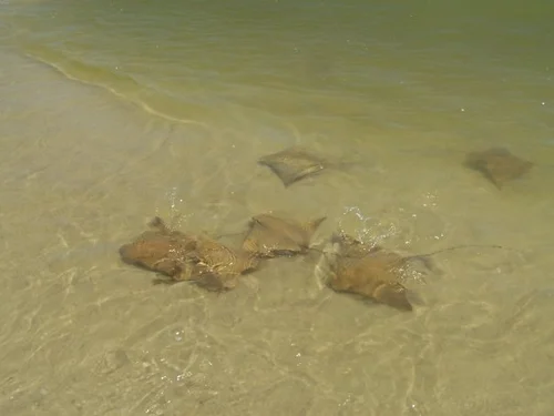 Predator-Predator — Fisheries Ecology & Conservation