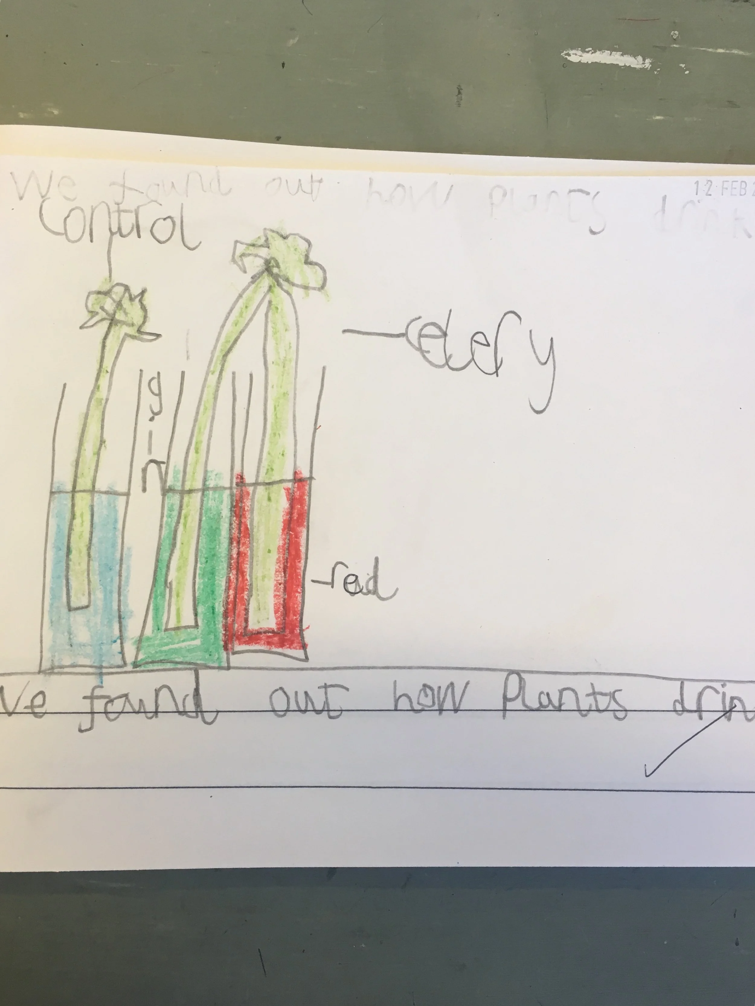 Step 1 - Science - Living Things - How Do Plants Drink? — Saint Fergal ...