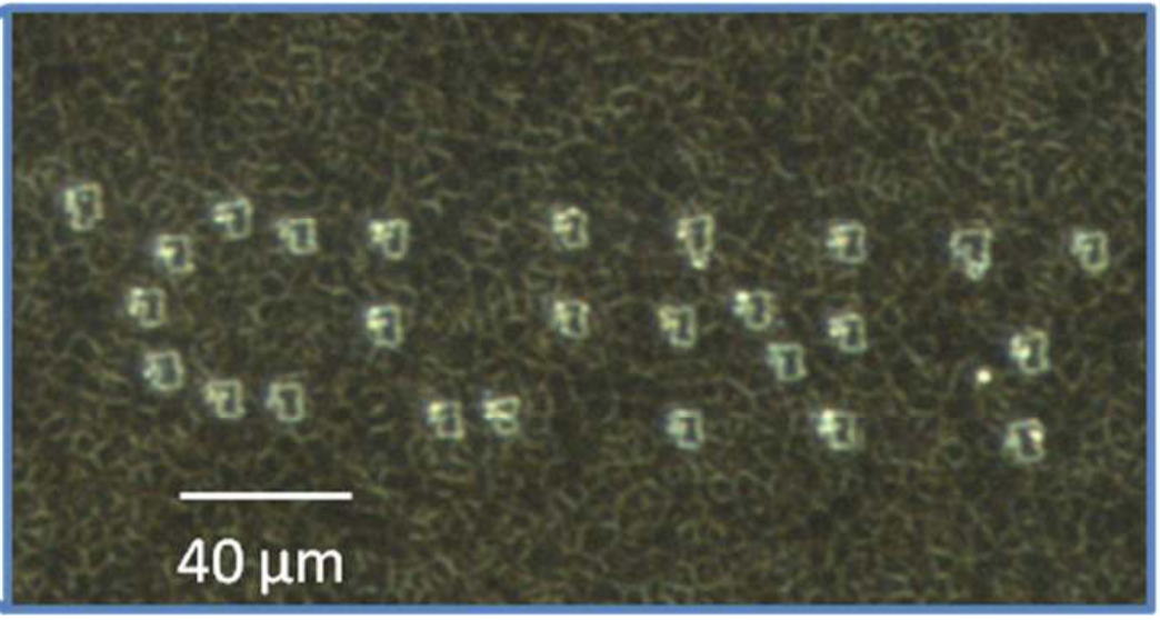 Customer Publications — SonoPlot