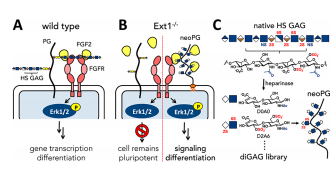 Customer Publications — SonoPlot