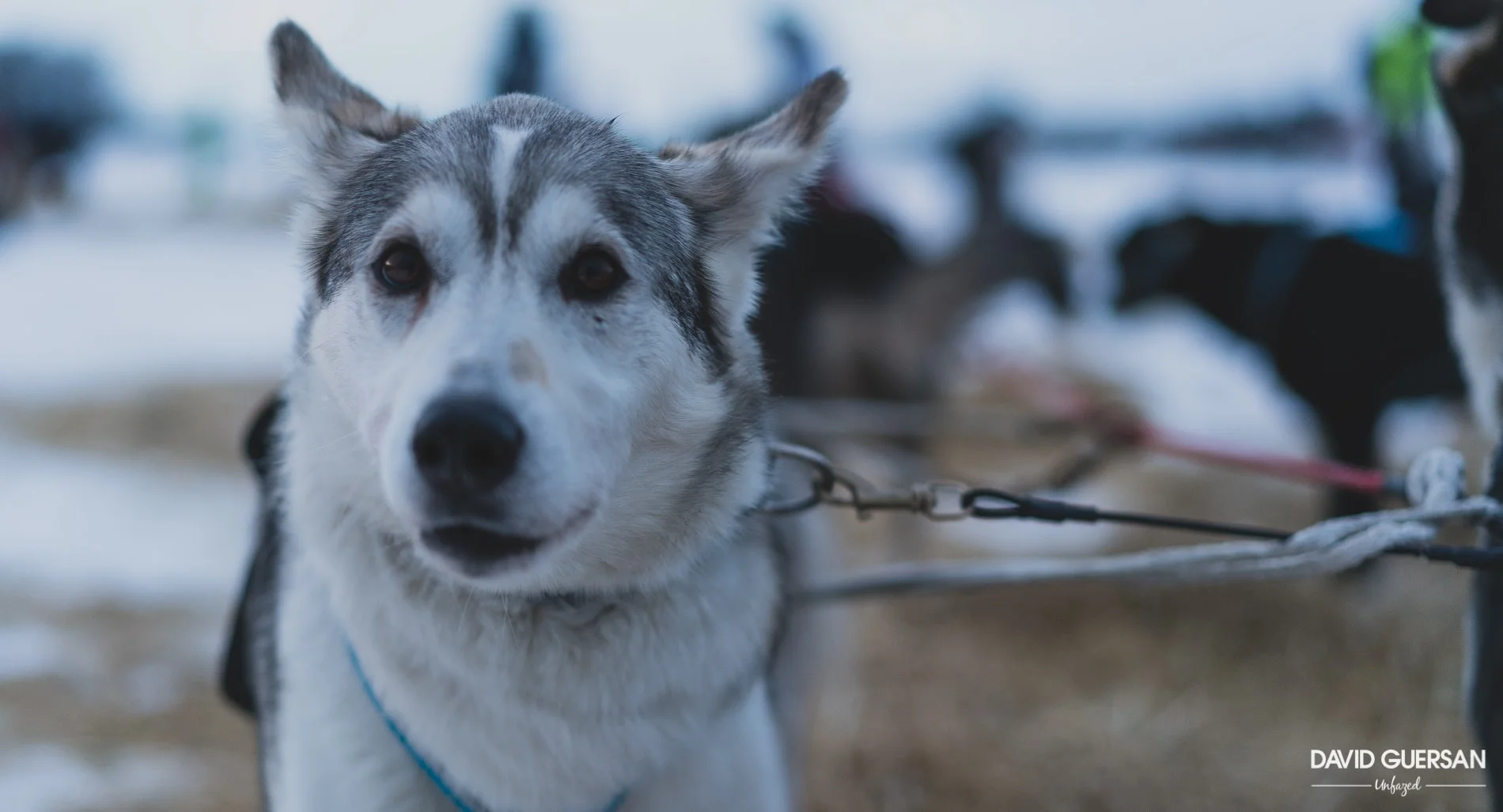 White Dream : Short inspirational doc film about mushing — David Guersan