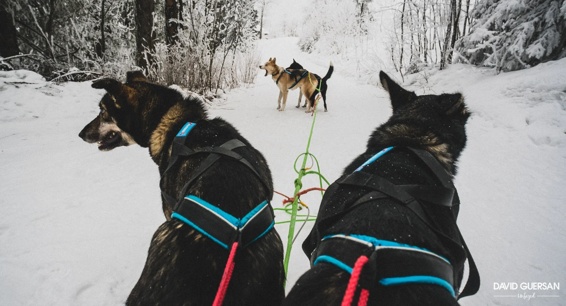White Dream : Short inspirational doc film about mushing — David Guersan