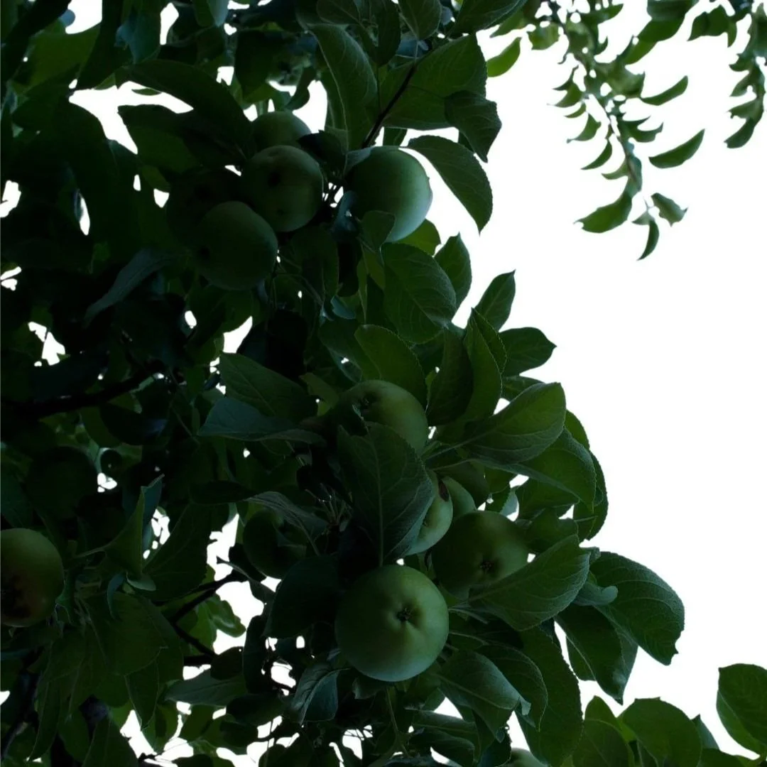 Midrash — 40 Orchards