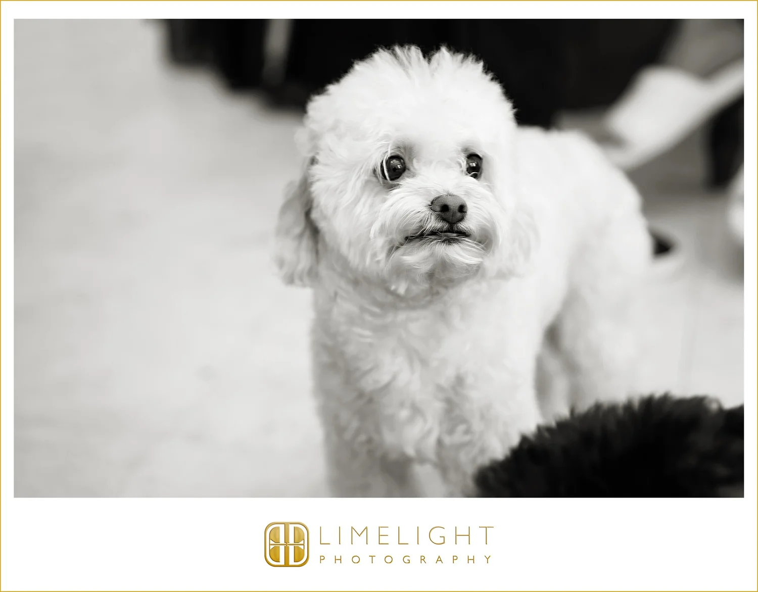 Dominique + Matthew Step Into The Limelight | Sandpearl Resort ...
