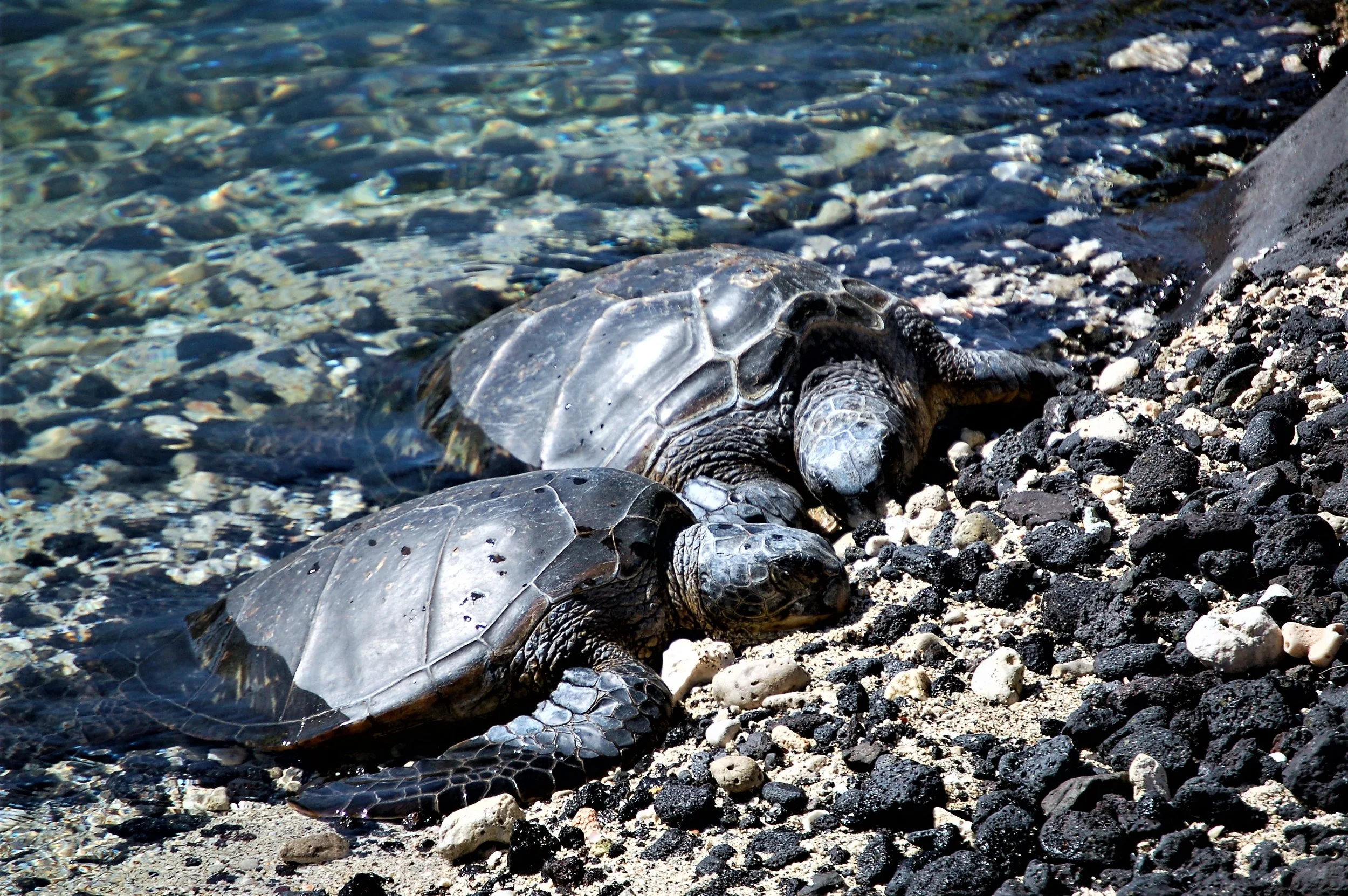 Turtle Love — Large Metal Prints