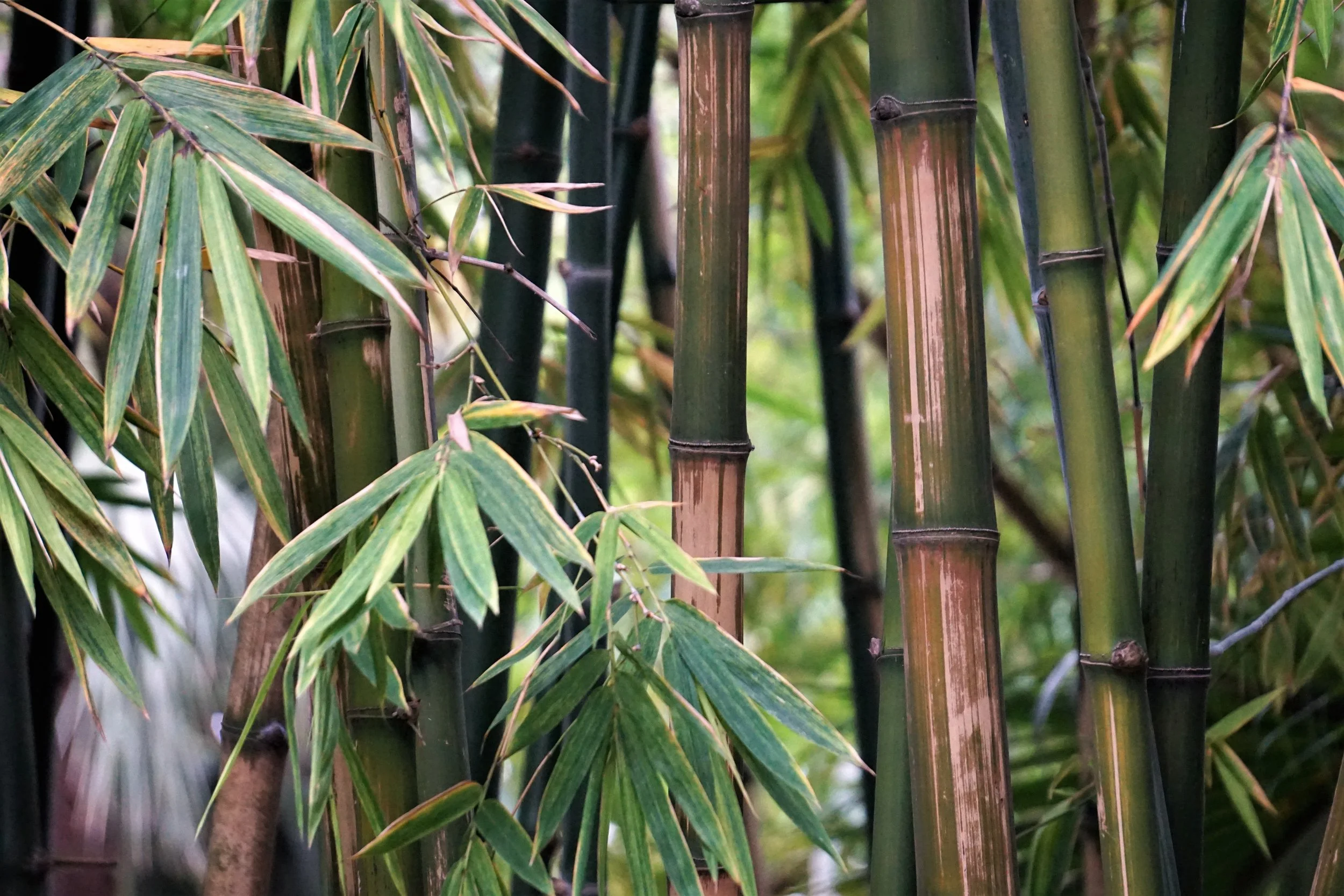 Bamboo Stalks — Large Metal Prints