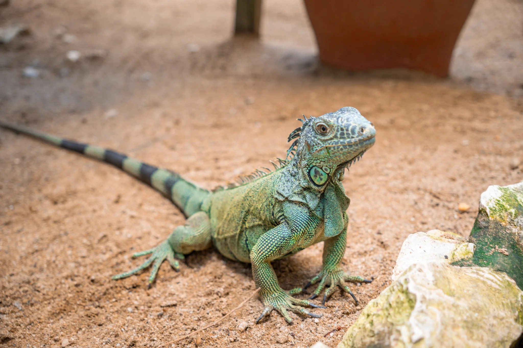 What to Pack for Belize — Big Brave Nomad