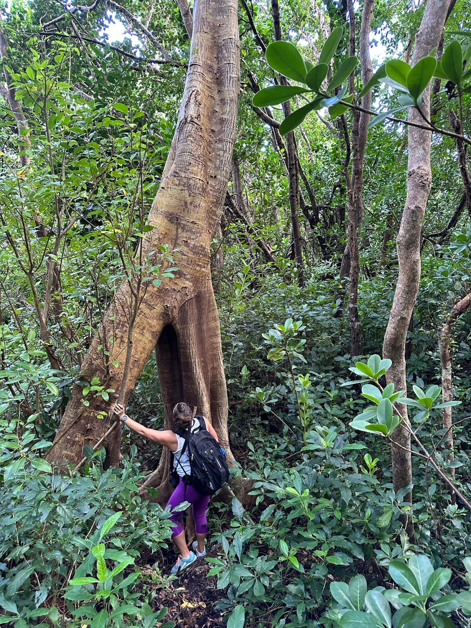 The Best Hikes in Barbados - 2026 — Big Brave Nomad