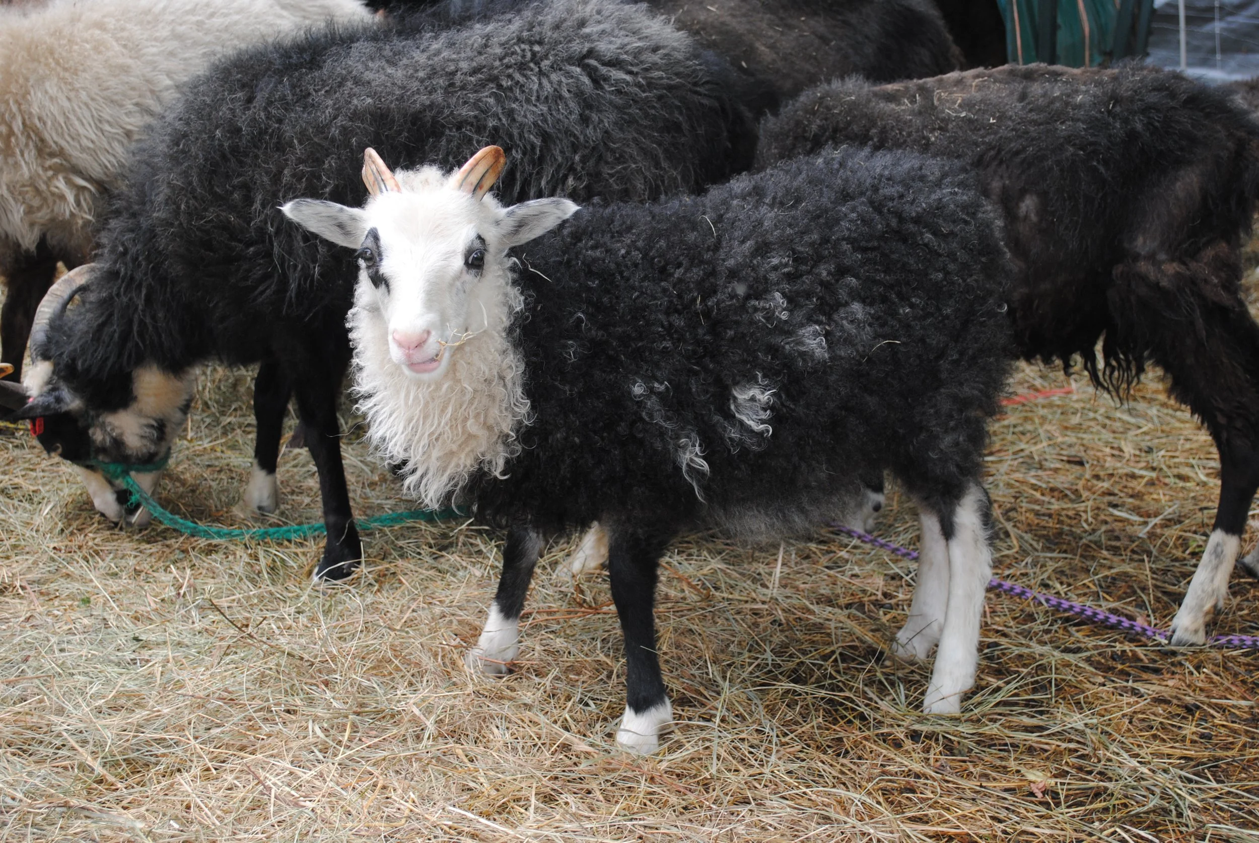 Icelandic Leadersheep — Trinity Farm