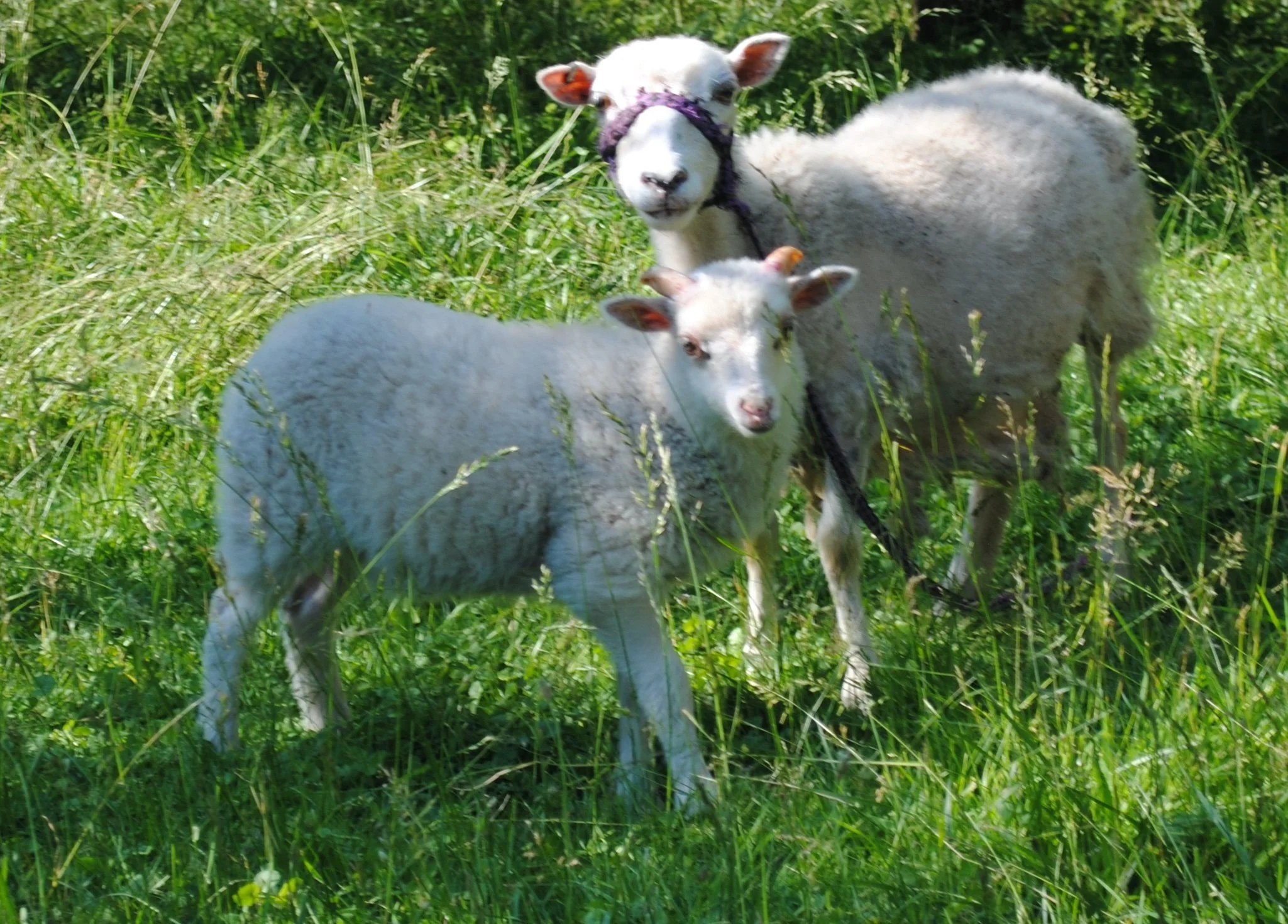 Shetlands — Trinity Farm