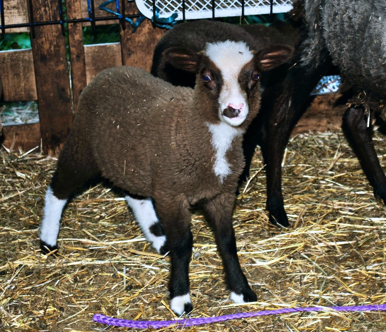 Shetlands — Trinity Farm