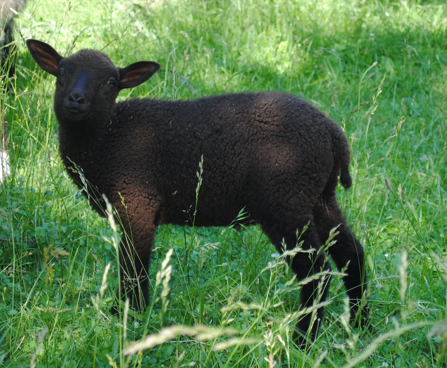 Shetlands — Trinity Farm