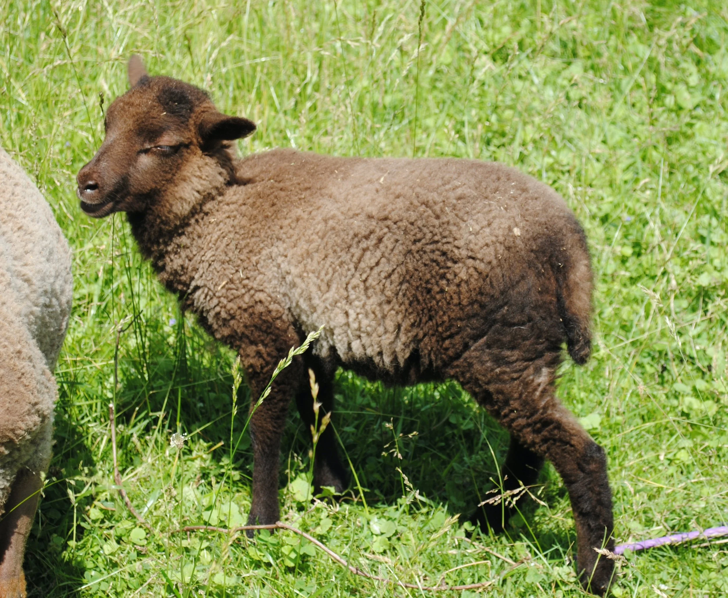 Shetlands — Trinity Farm